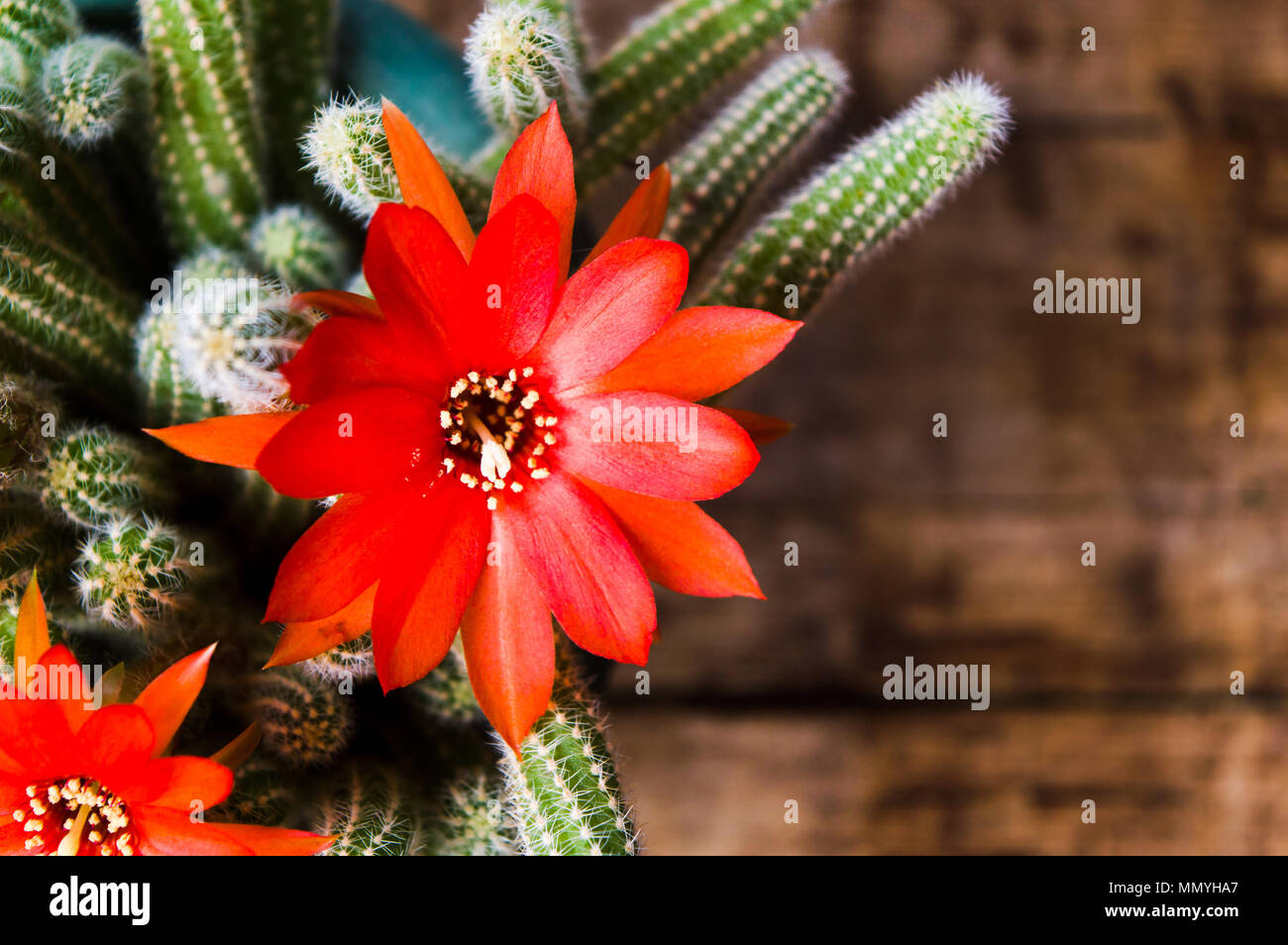 Cactus blossom on rustic table top view Stock Photo - Alamy