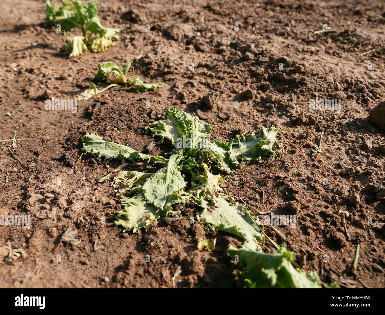 Wilted curly endive plant in a vegetable garden due to heat and drought ...