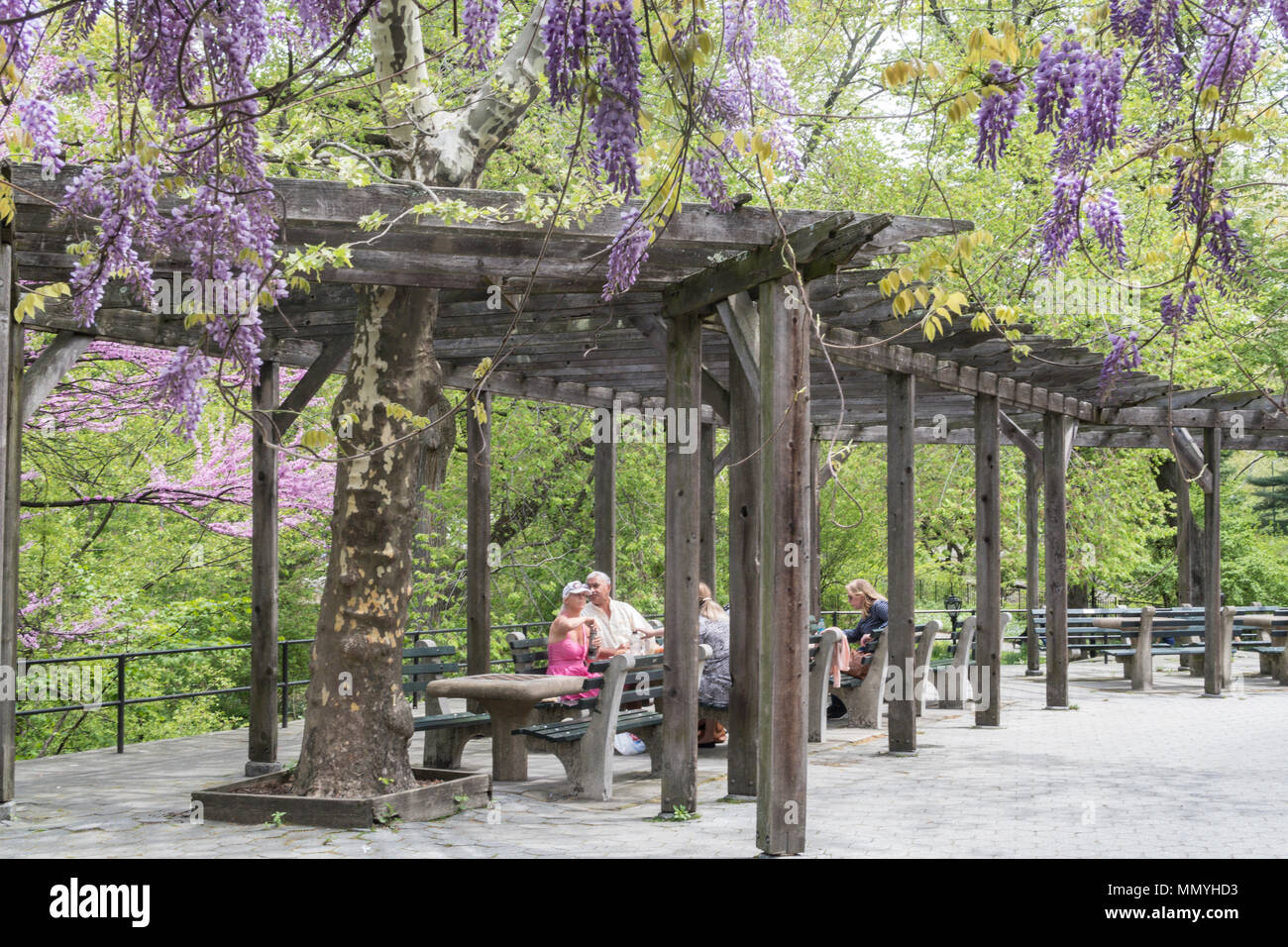 Chess & Checkers House with Blooming Wisteria, Central Park, NYC Stock ...