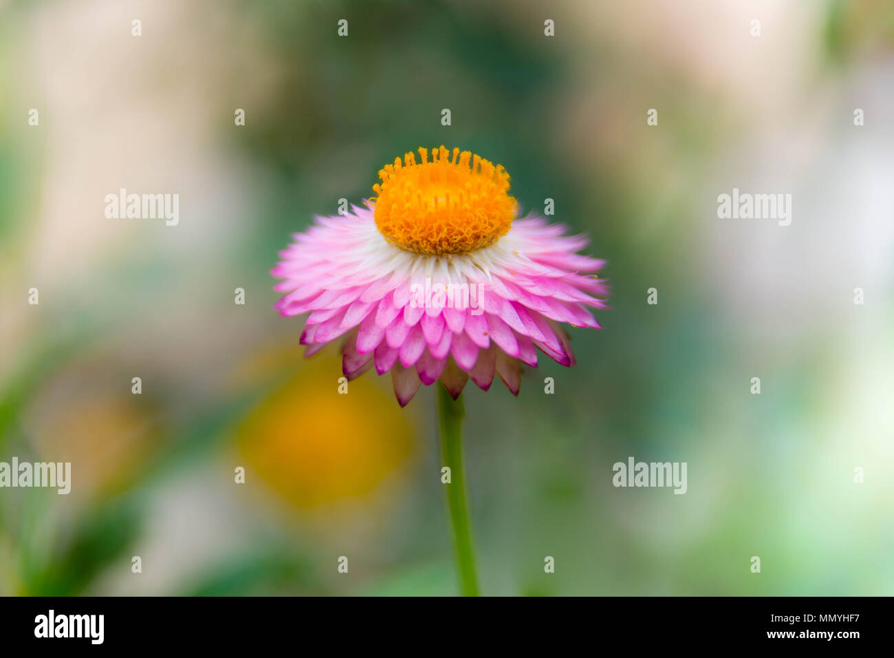 Beautiful single flower hi-res stock photography and images - Alamy