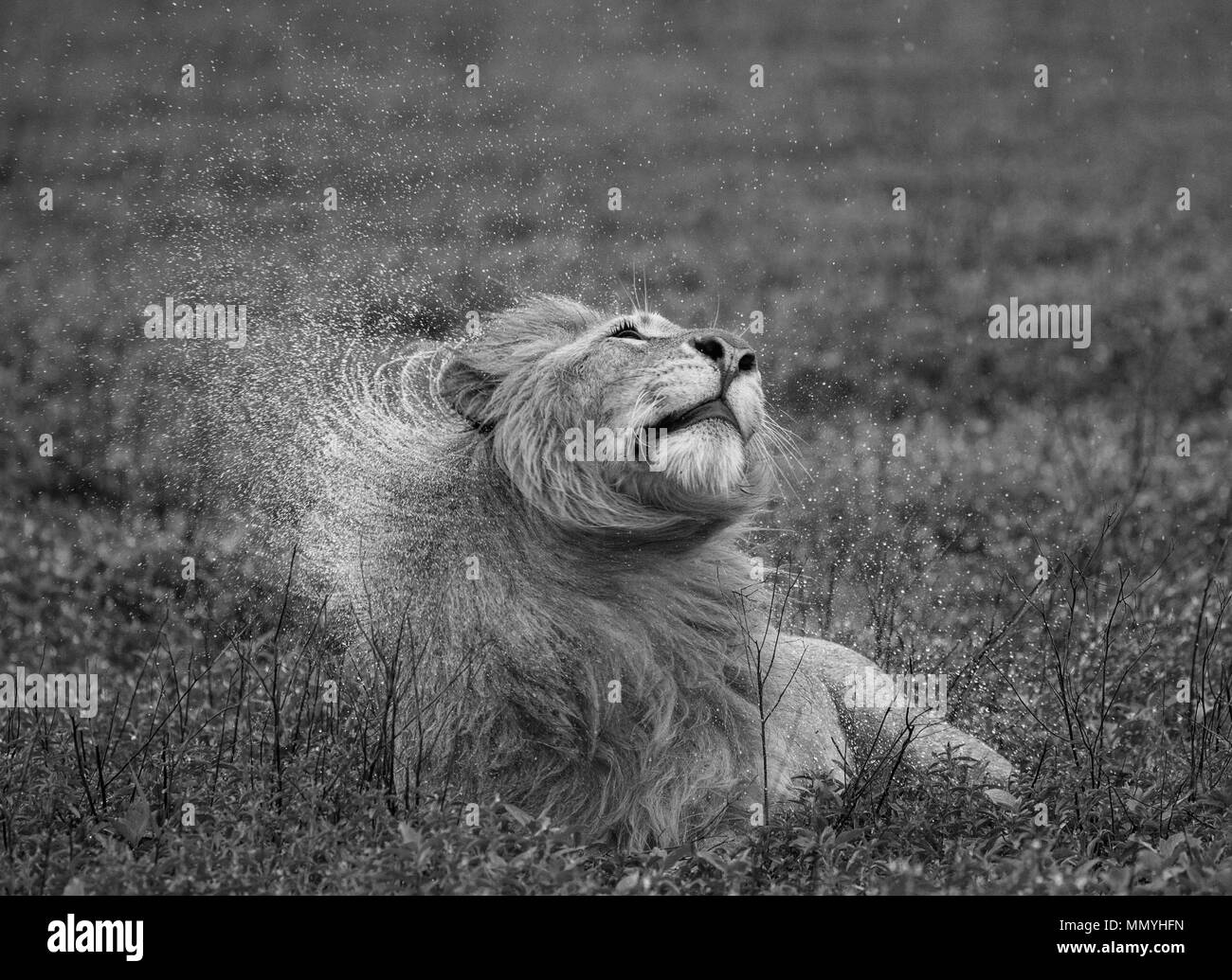 Big lion hi-res stock photography and images - Alamy