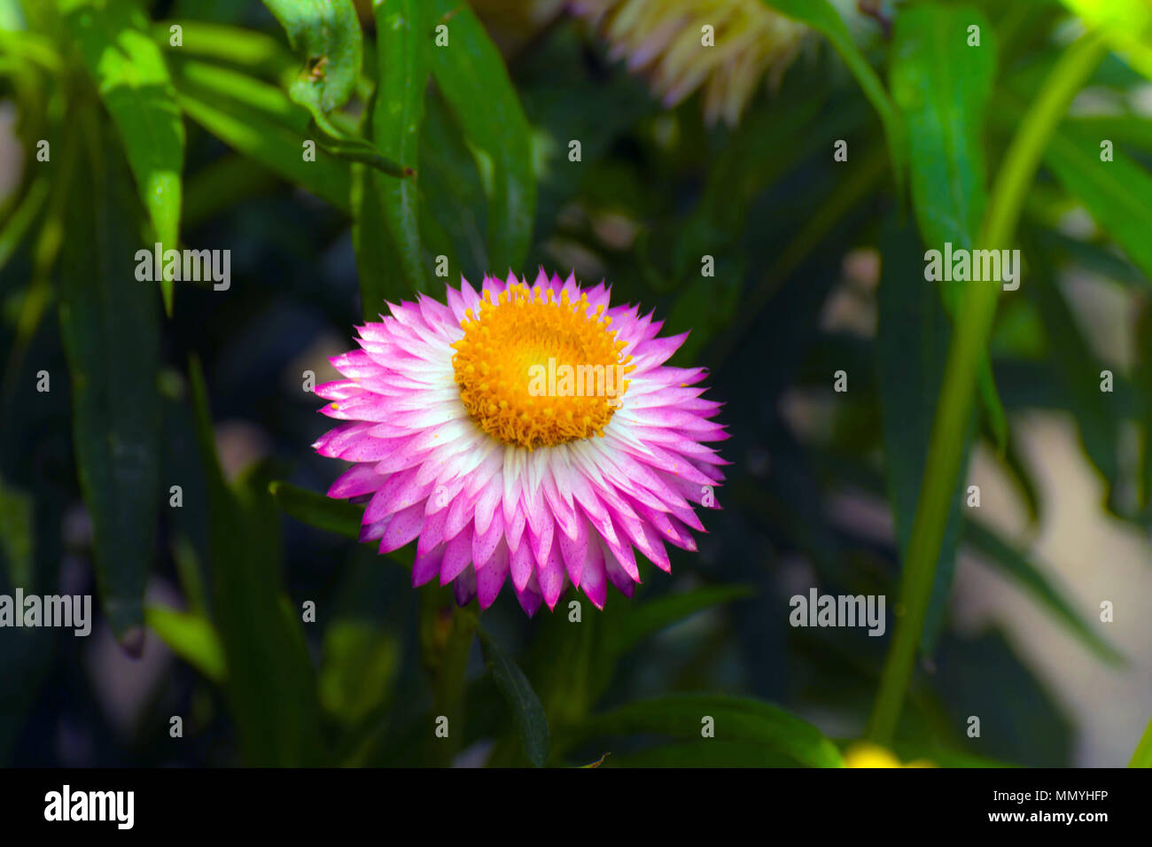 Single flower hi-res stock photography and images - Alamy