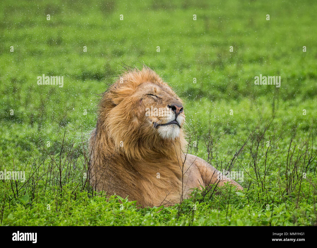 The big lion lies on the grass in the rain and shakes his wet mane ...