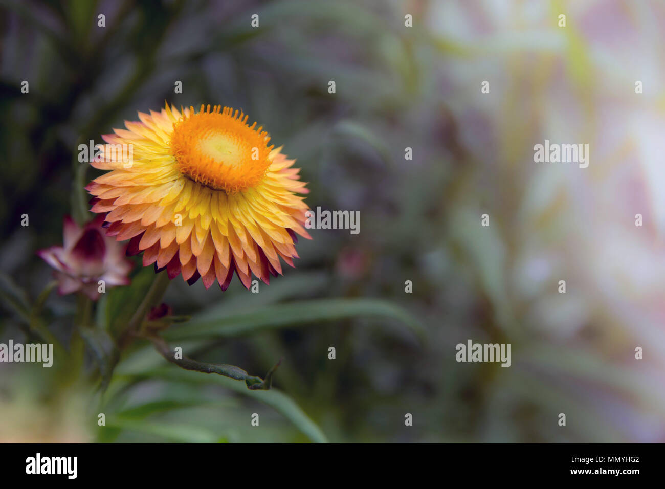 Yellow beauty nature hi-res stock photography and images - Alamy
