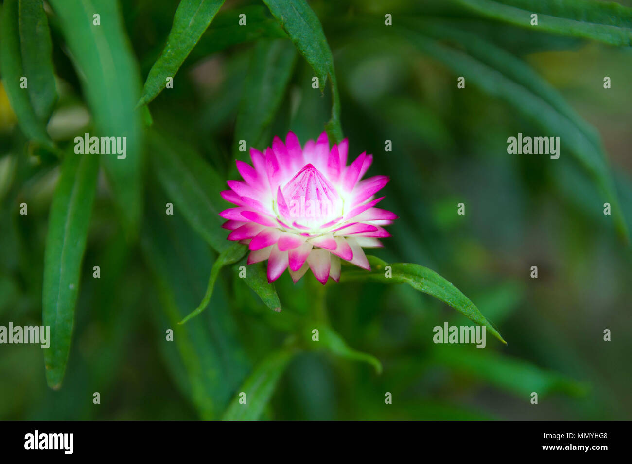Beautiful Pink Single Flower Stock Photo - Alamy