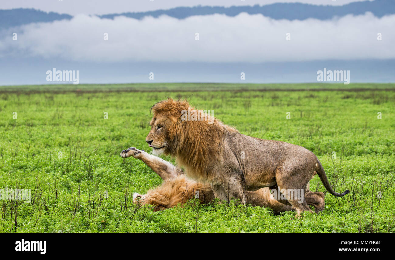 Lions in the serengeti national park hi-res stock photography and ...