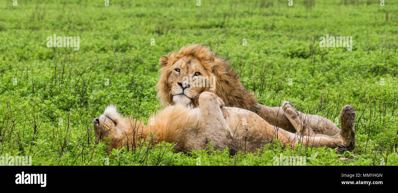 Pride of lions serengeti national park hi-res stock photography and ...