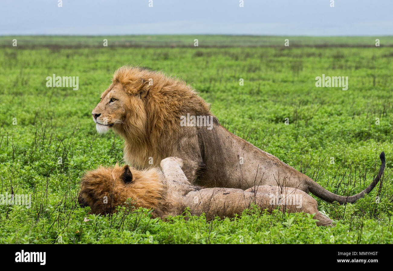 Lions in the serengeti national park hi-res stock photography and ...