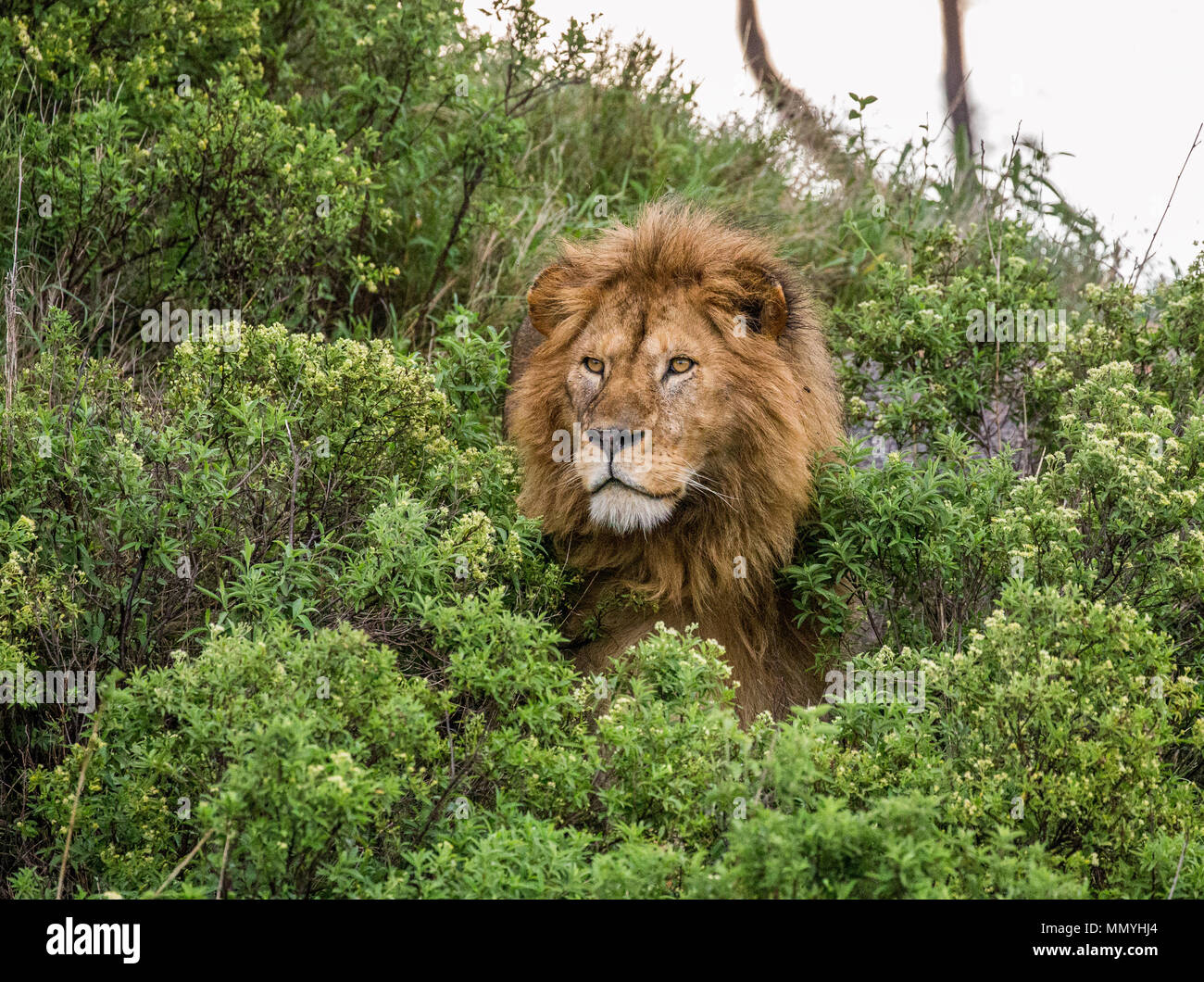 Portrait of the big male lion in the grass. Serengeti National Park ...