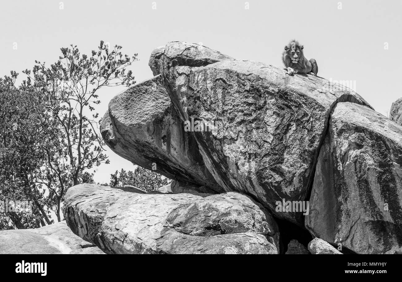 Lion King Wallpaper Hd Pride Rock Simba The Lion King 1994 Hi Res