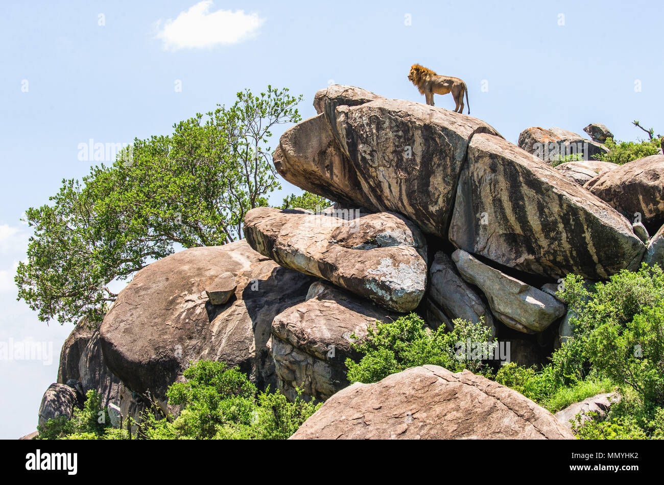 Big male lion on a big rock. Serengeti National Park. Tanzania Stock ...