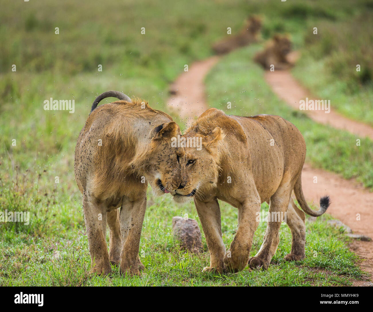 Two lioness goes on savannah. Serengeti National Park. Tanzania Stock ...