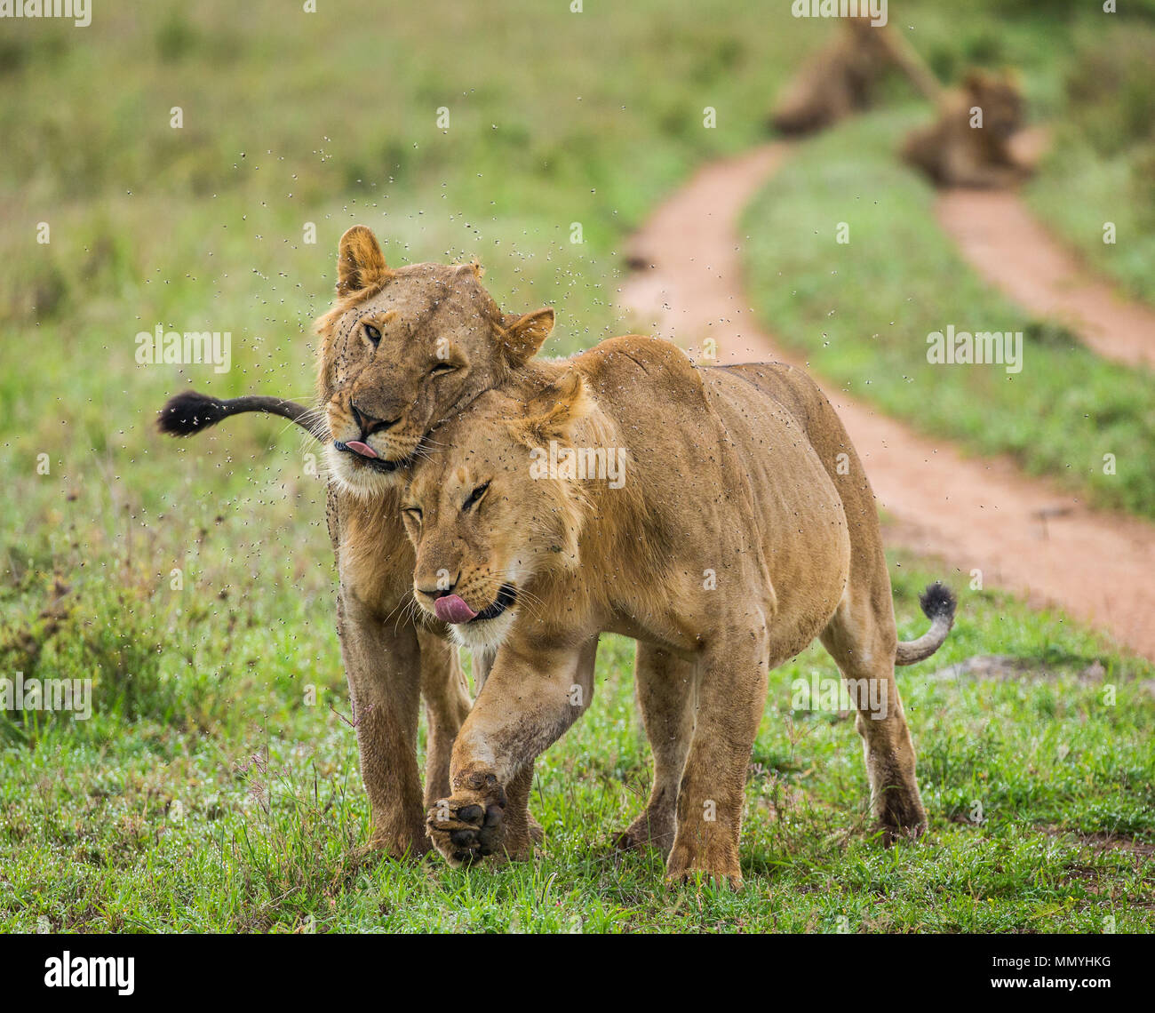 Two lioness goes on savannah. Serengeti National Park. Tanzania Stock ...
