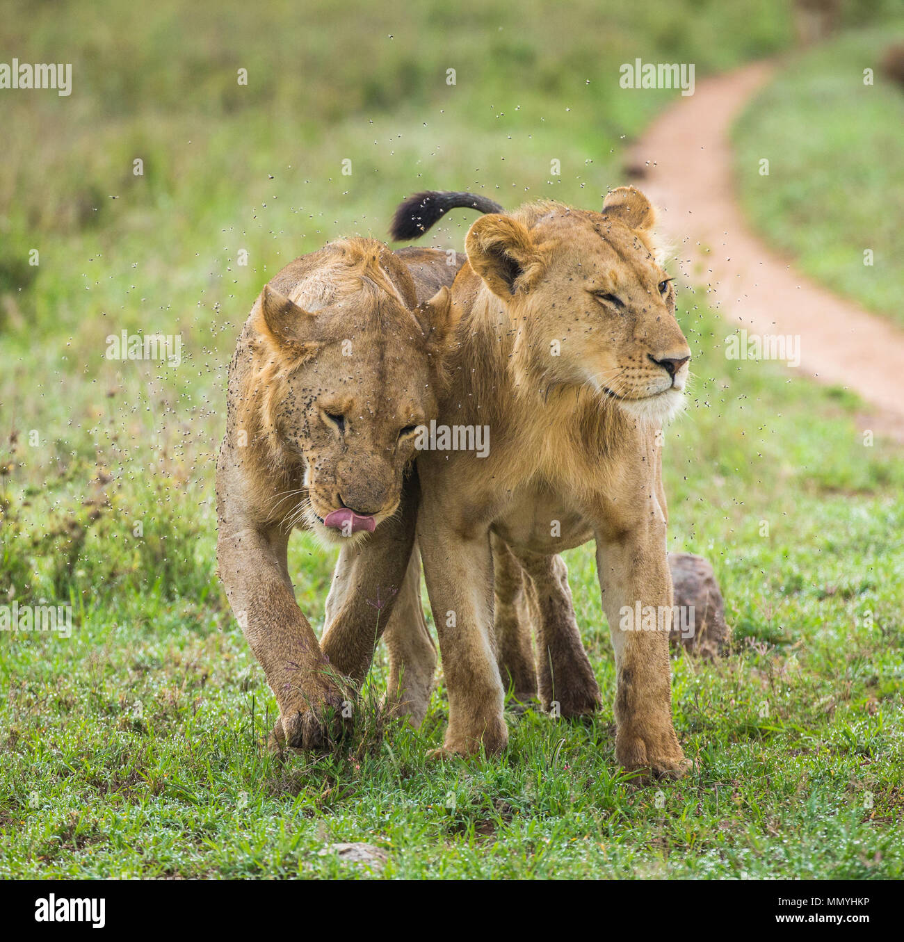 Two lioness goes on savannah. Serengeti National Park. Tanzania Stock ...