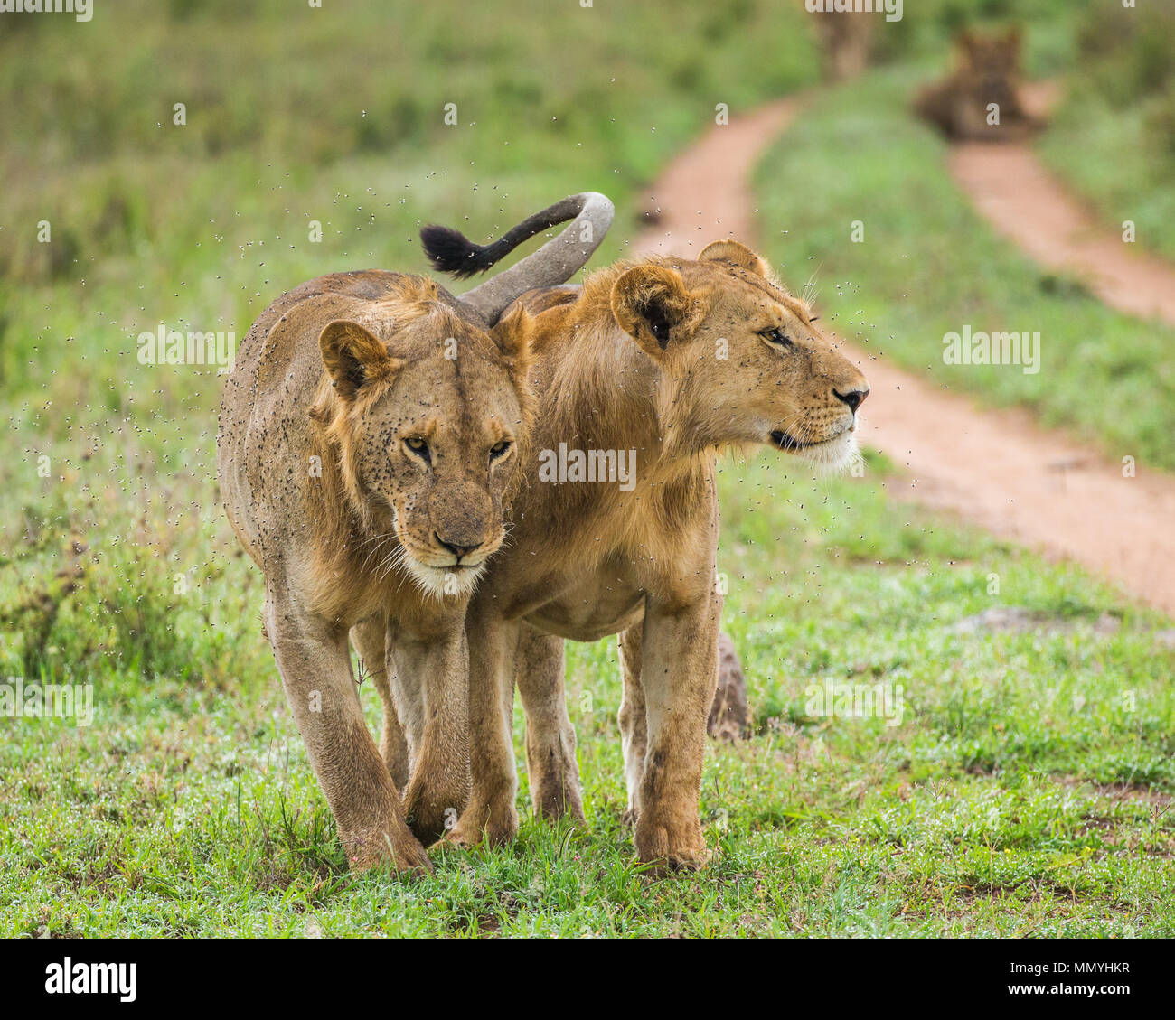 Two lioness goes on savannah. Serengeti National Park. Tanzania Stock ...