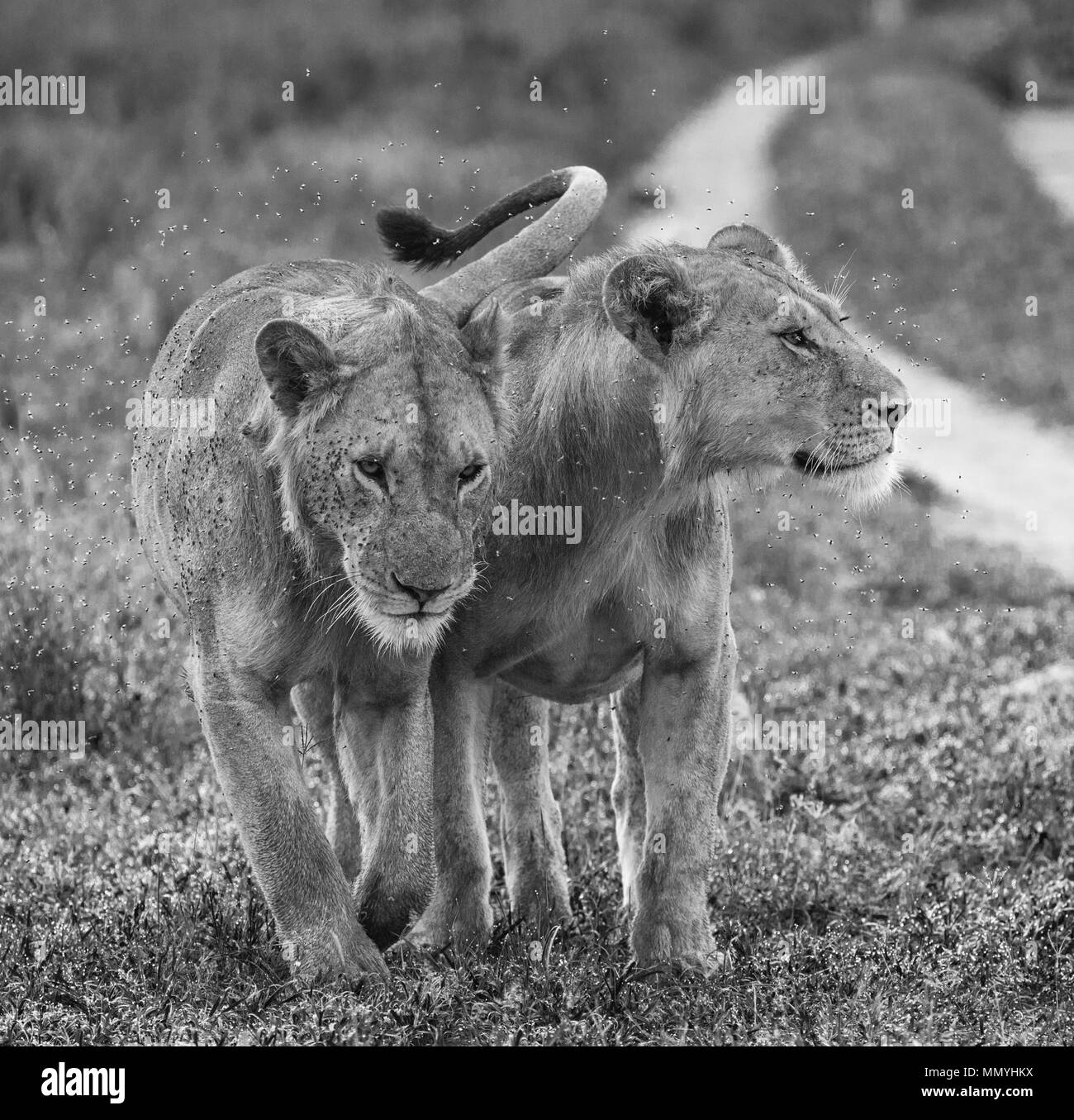 Two lioness goes on savannah. Serengeti National Park. Tanzania Stock ...