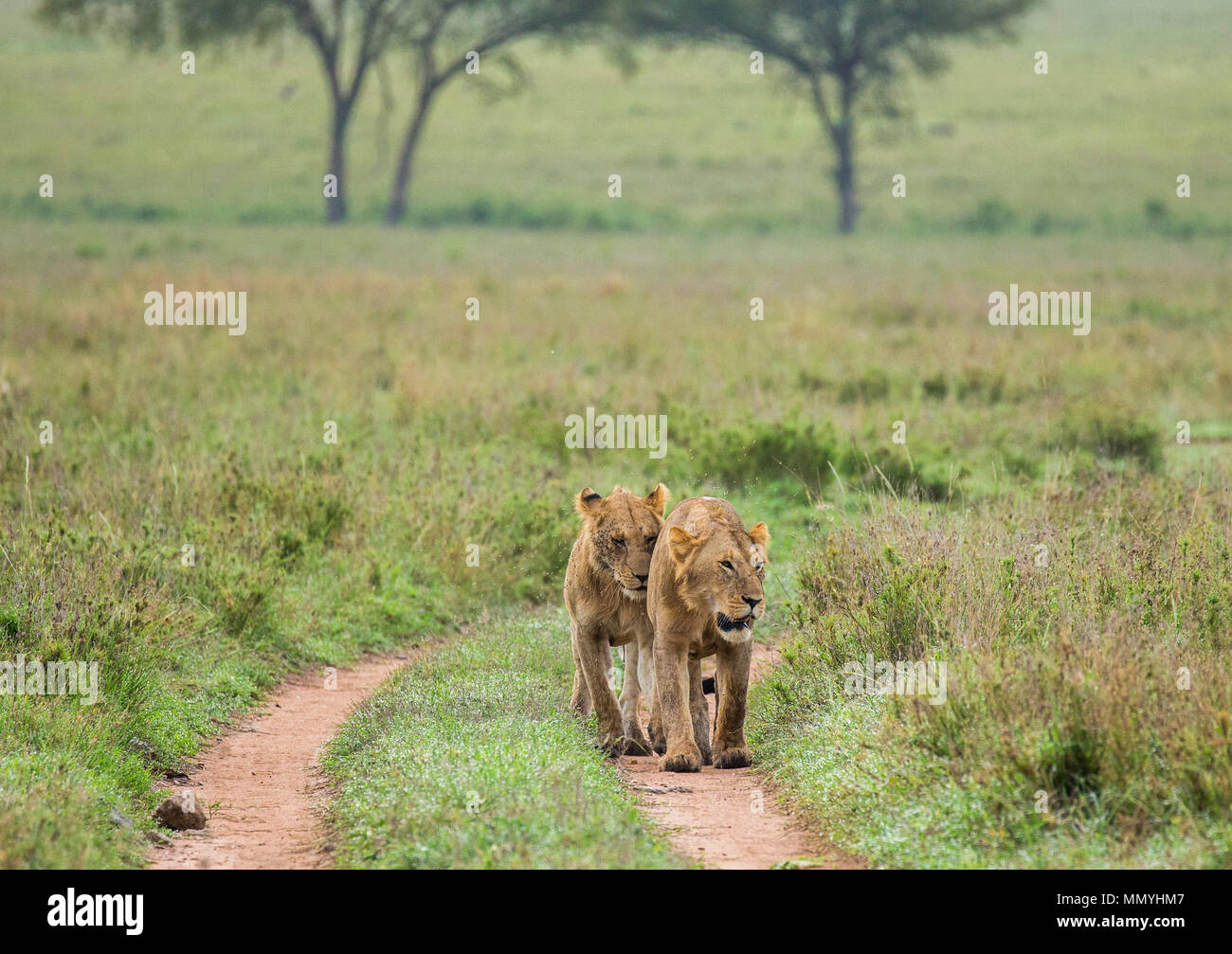 Two lioness goes on savannah. Serengeti National Park. Tanzania Stock ...