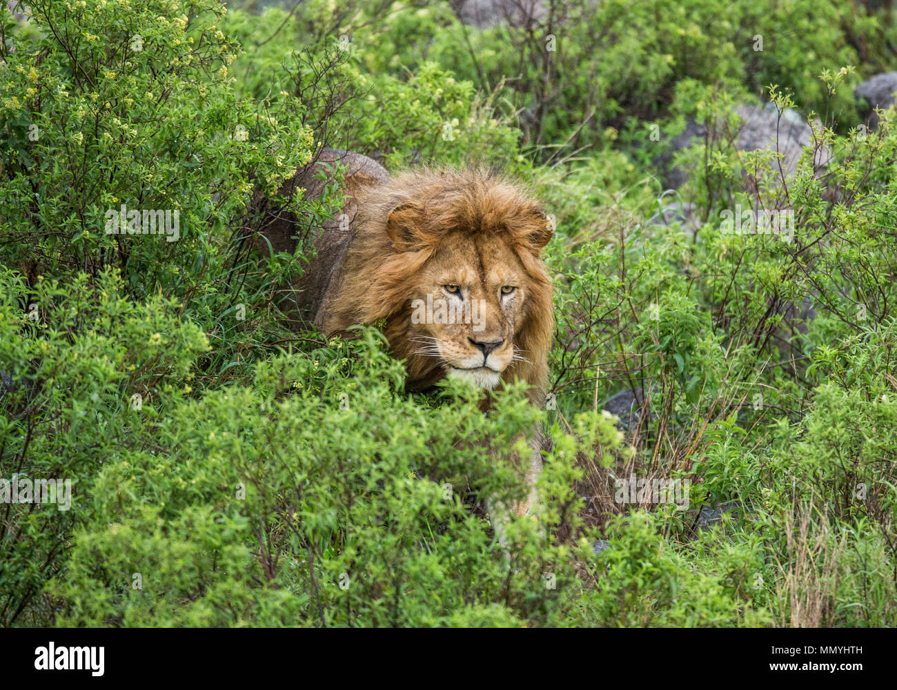 Big male lion hi-res stock photography and images - Alamy