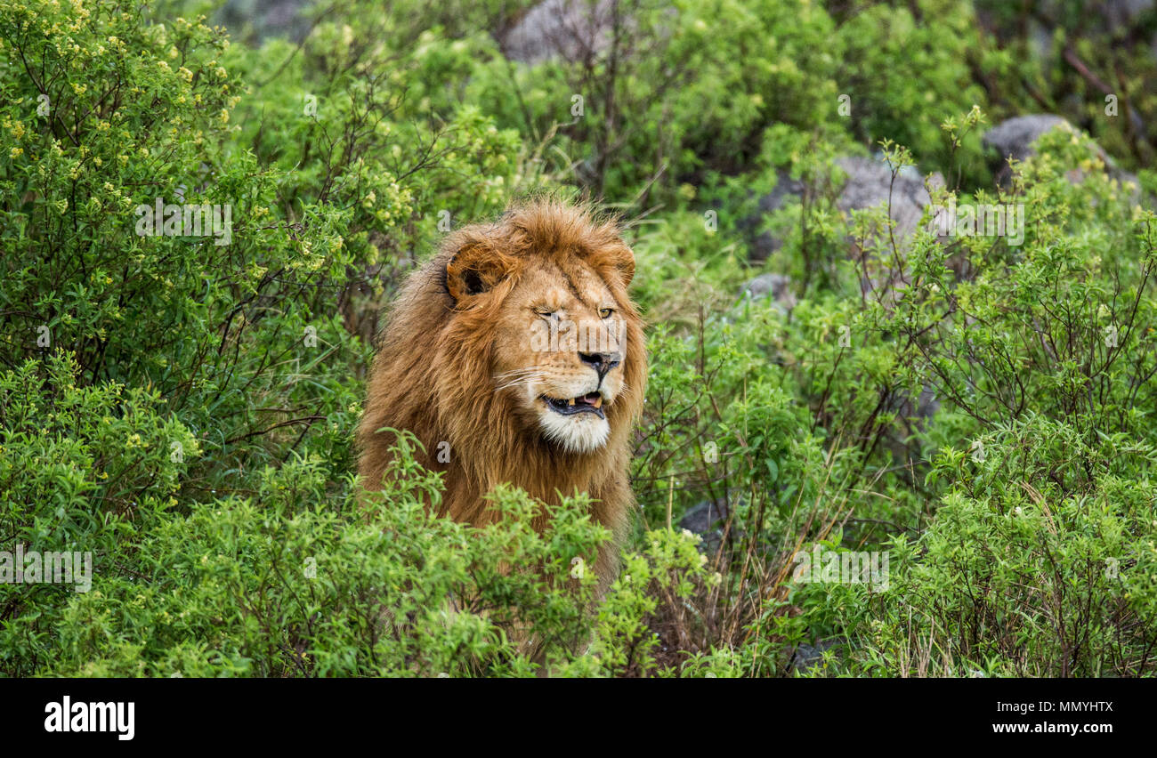 Big male lion hi-res stock photography and images - Alamy