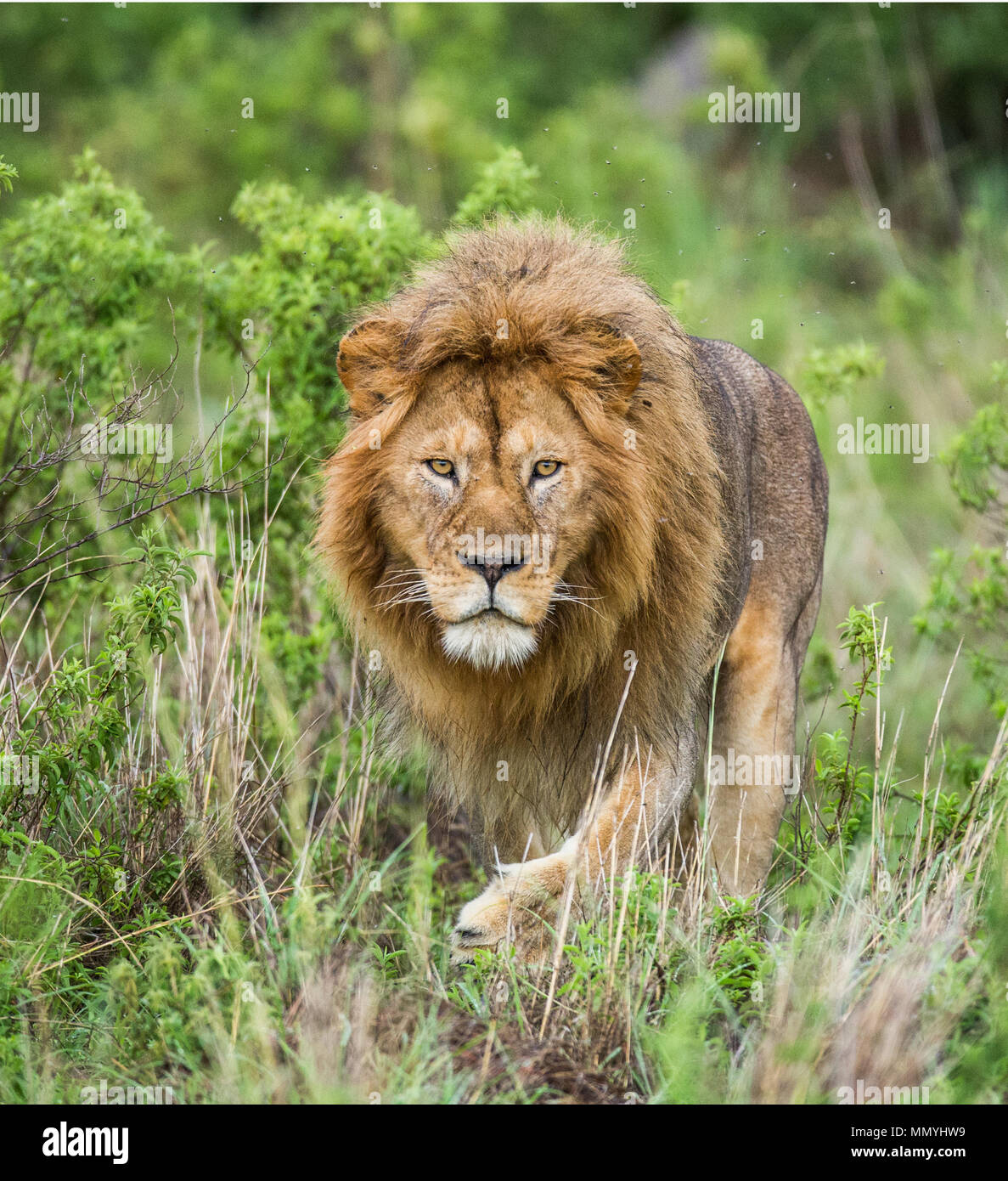 Portrait of the big male lion in the grass. Serengeti National Park ...