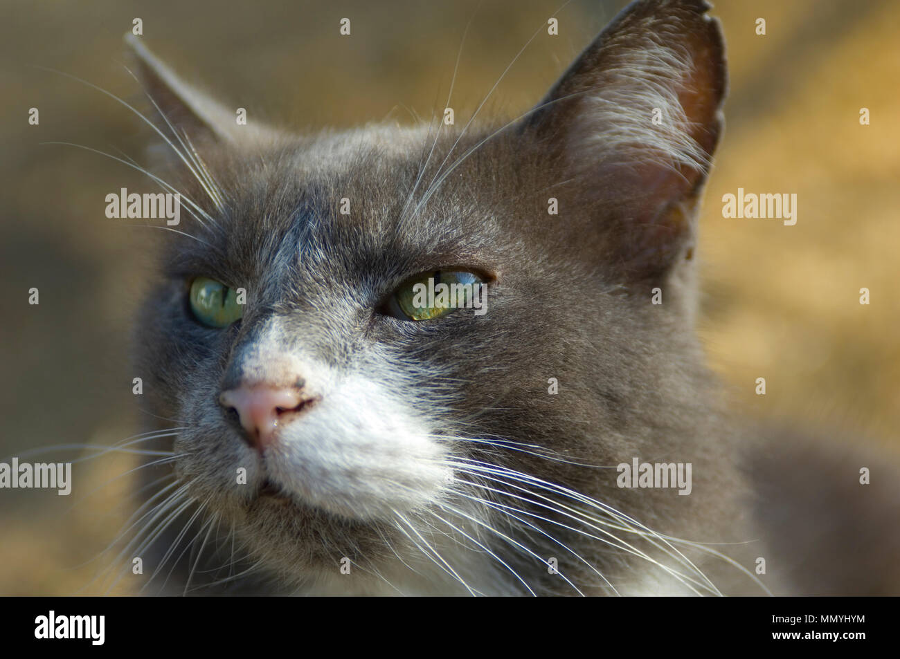 A cat face that reads of inquisitive disregard Stock Photo - Alamy