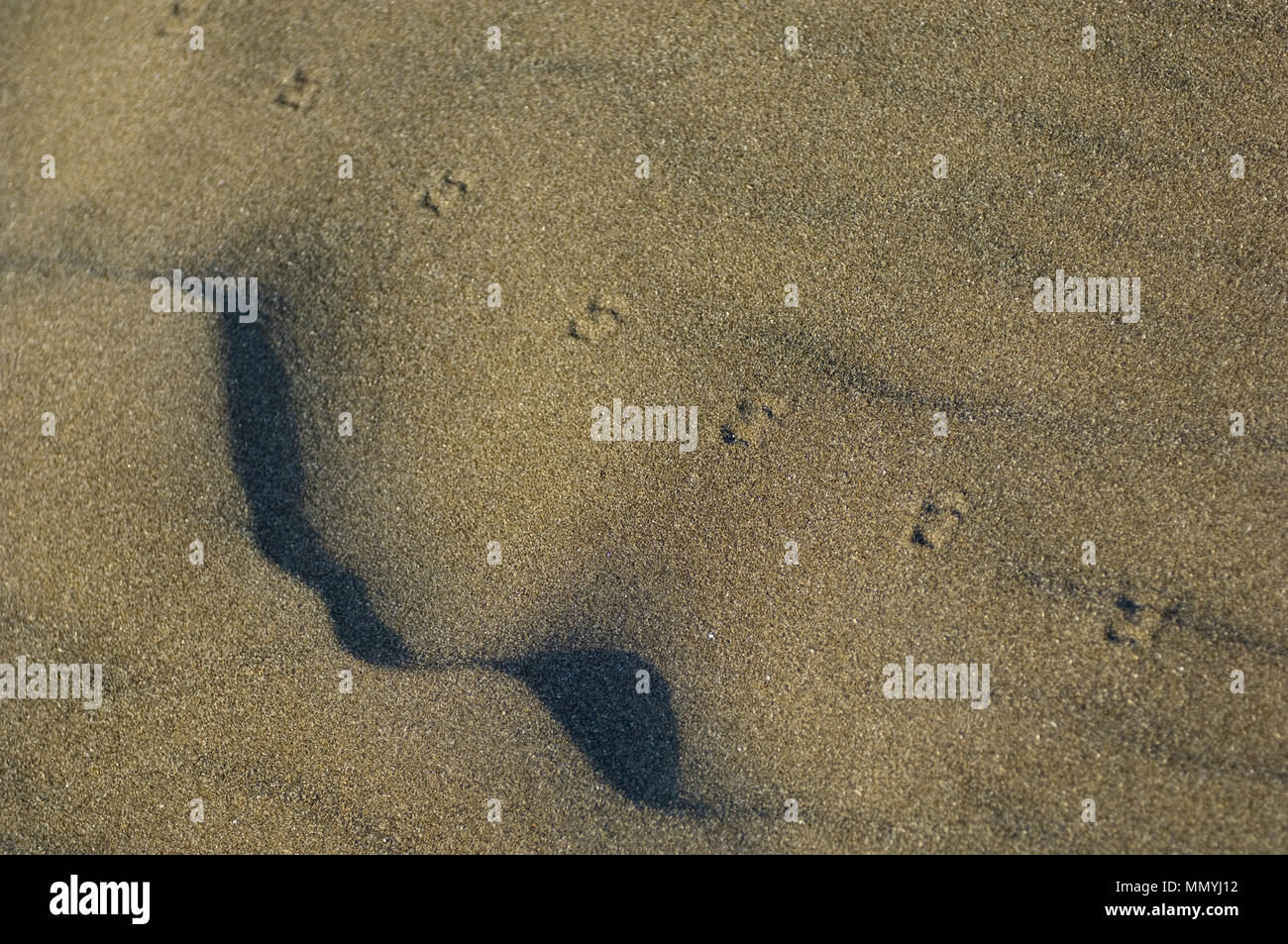 Bird shadow beach hi-res stock photography and images - Alamy