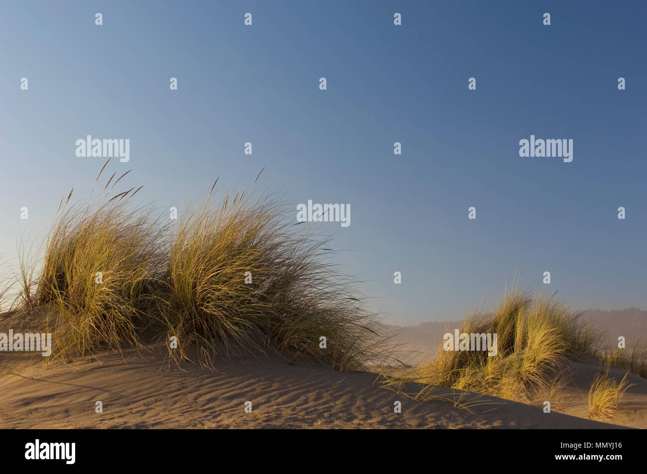 Beach grass on a windswept beach bends in wind and solitude Stock Photo ...