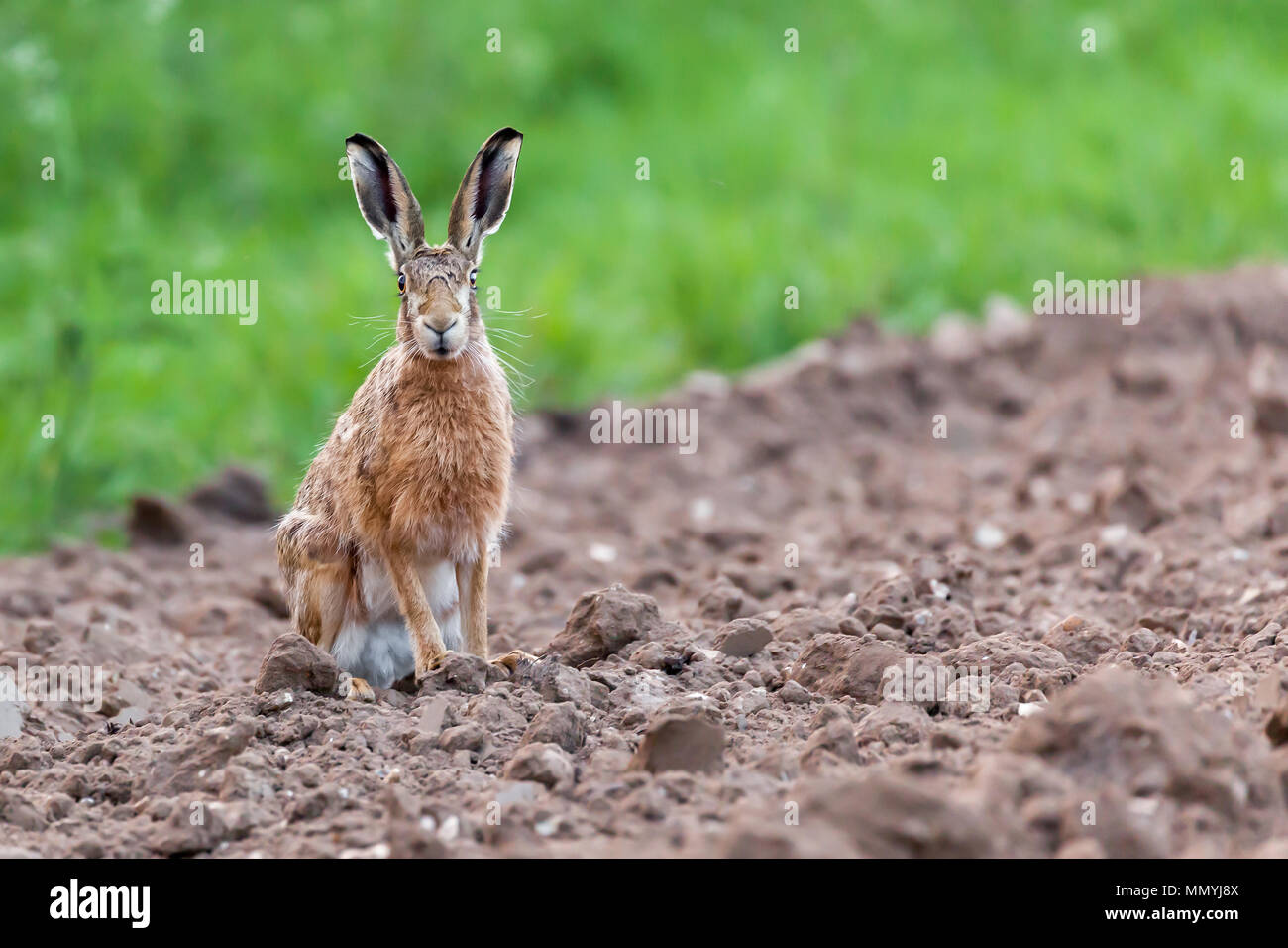 Wild hare sat staring directly at the camera. Close up portrait of ...