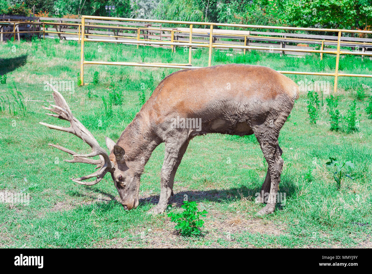 wild male deer animal at the zoo Stock Photo - Alamy