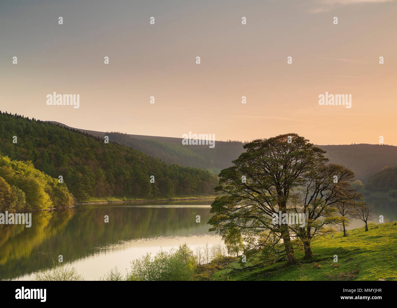 An image of beautiful trees in evening light on the banks of Ladybower ...