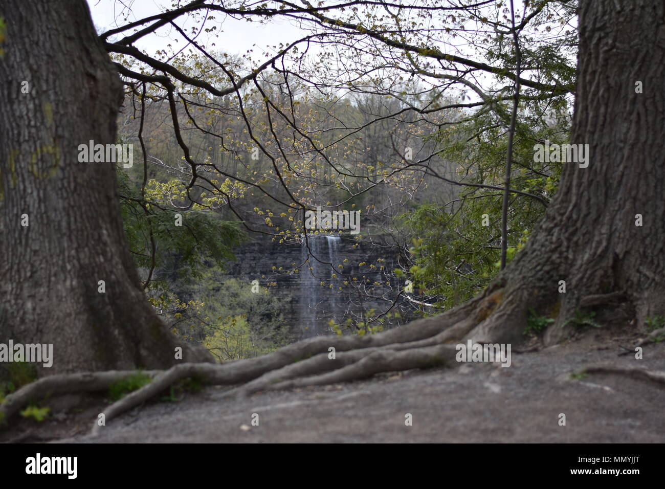 Two trees stunning view hi-res stock photography and images - Alamy