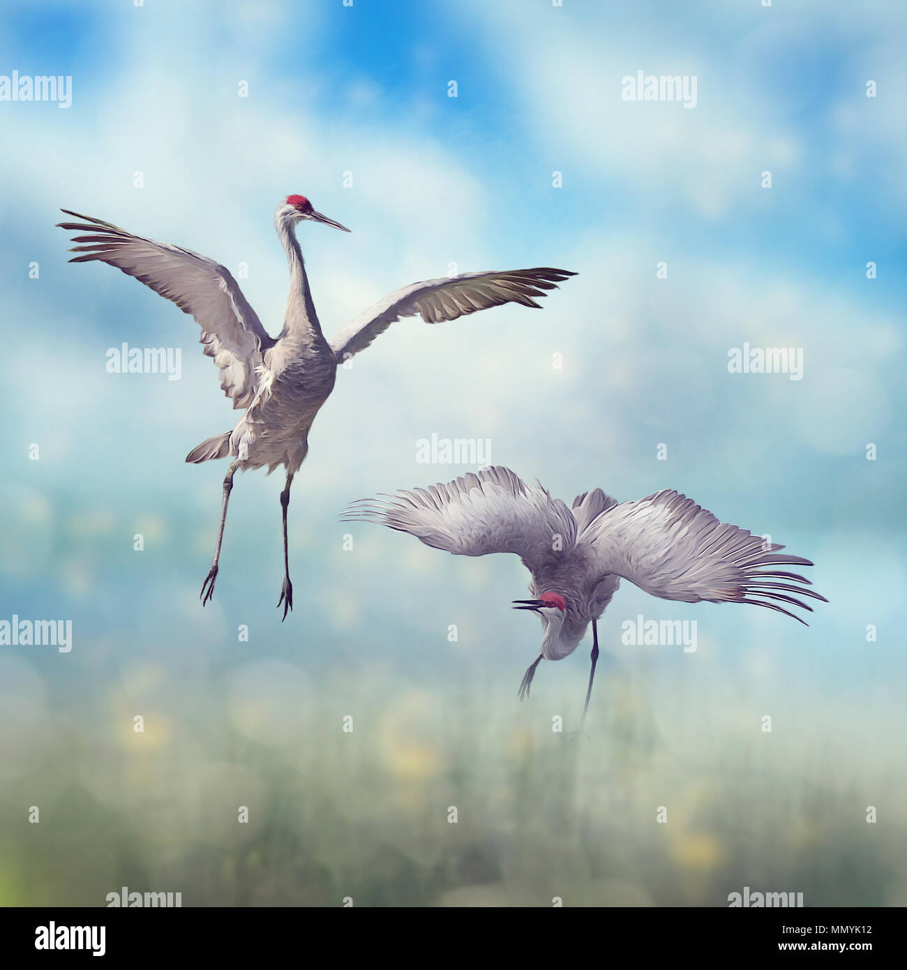 Sandhill Crane Dance