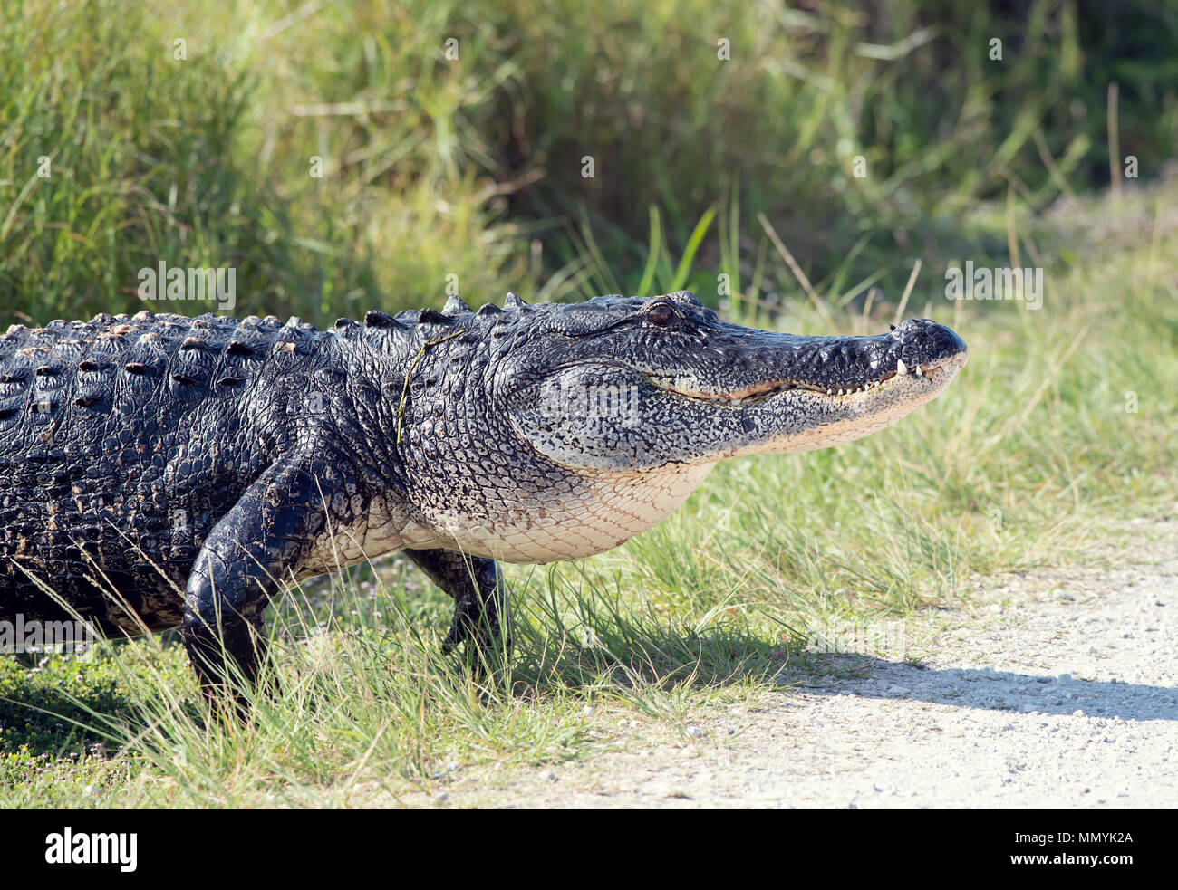 Alligator walking road hi-res stock photography and images - Alamy