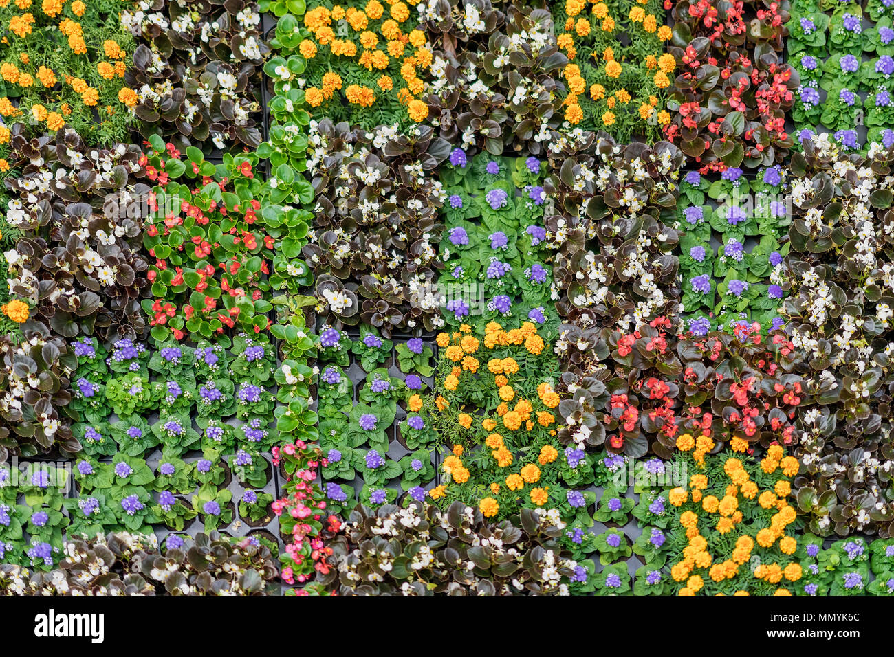 Young flowering seedlings with colorful flowers in pots for flowerbeds ...