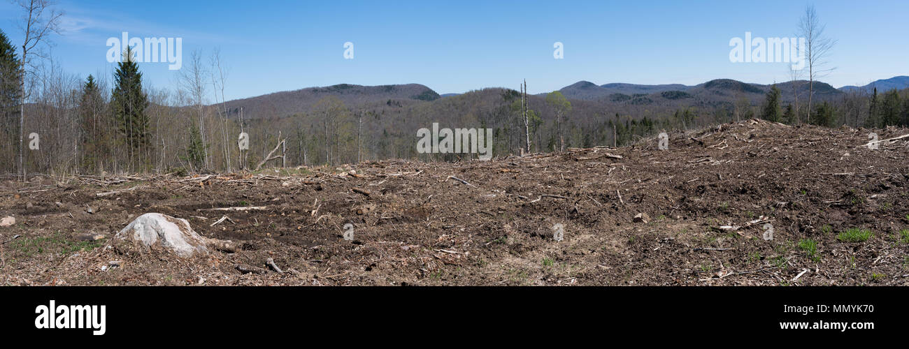 A panorama view of a forest after clear cut logging in the Adirondack ...
