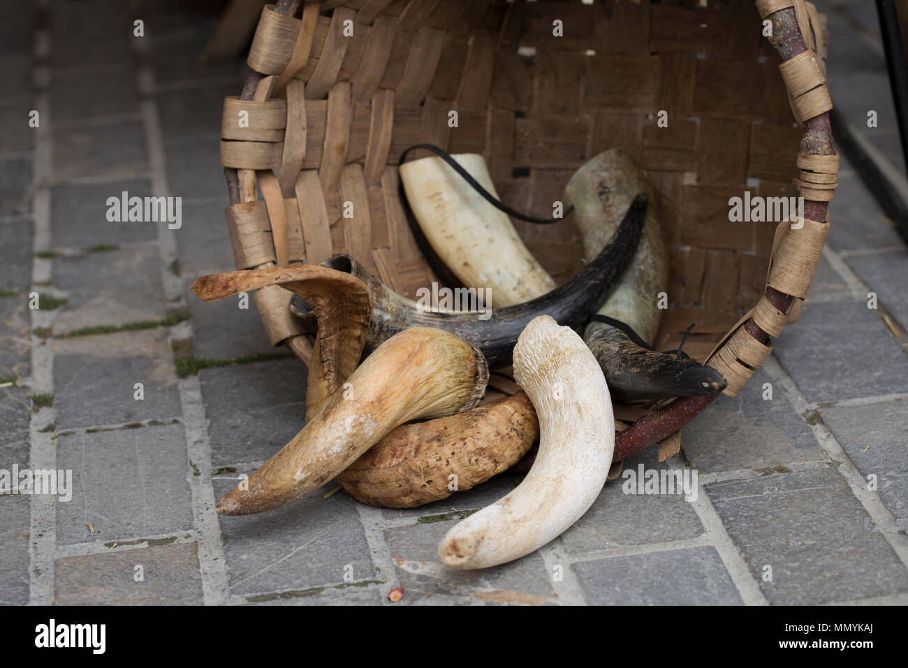 Animal horns collection hi-res stock photography and images - Alamy