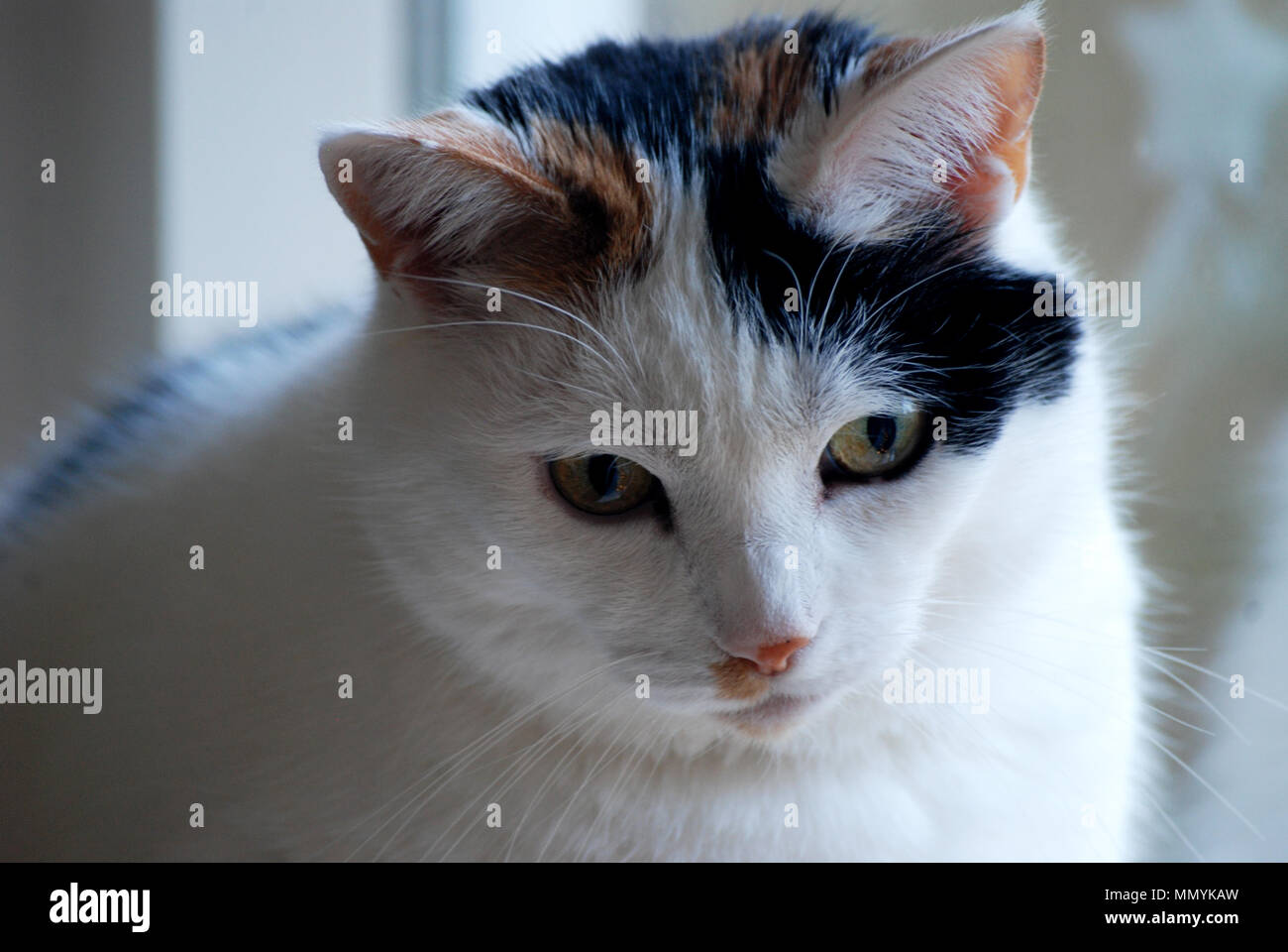 Vrouwtjes kat hi-res stock photography and images - Alamy