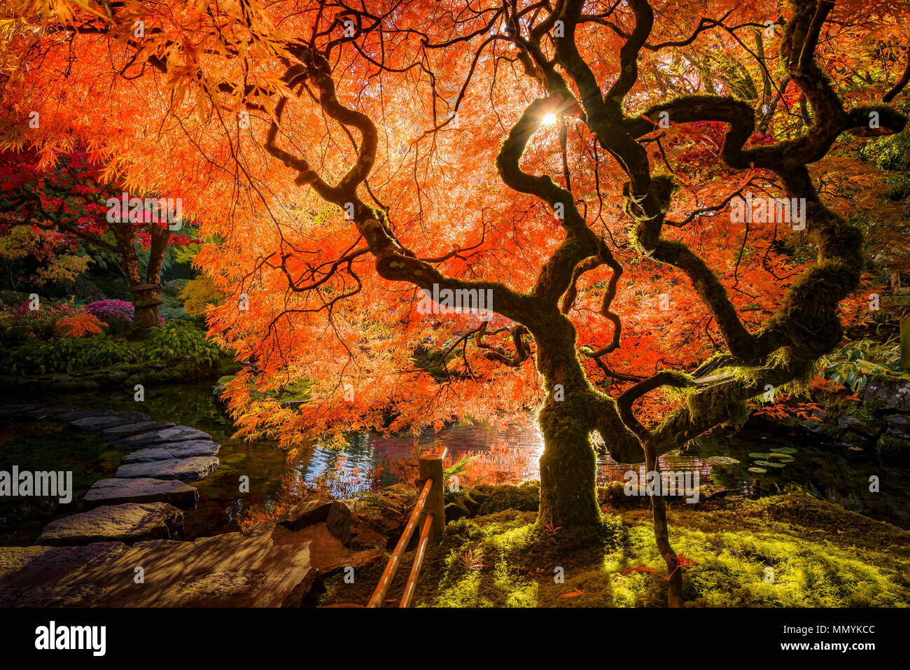 Fall colour, the Japanese Garden, Butchart Gardens, Brentwood Bay ...