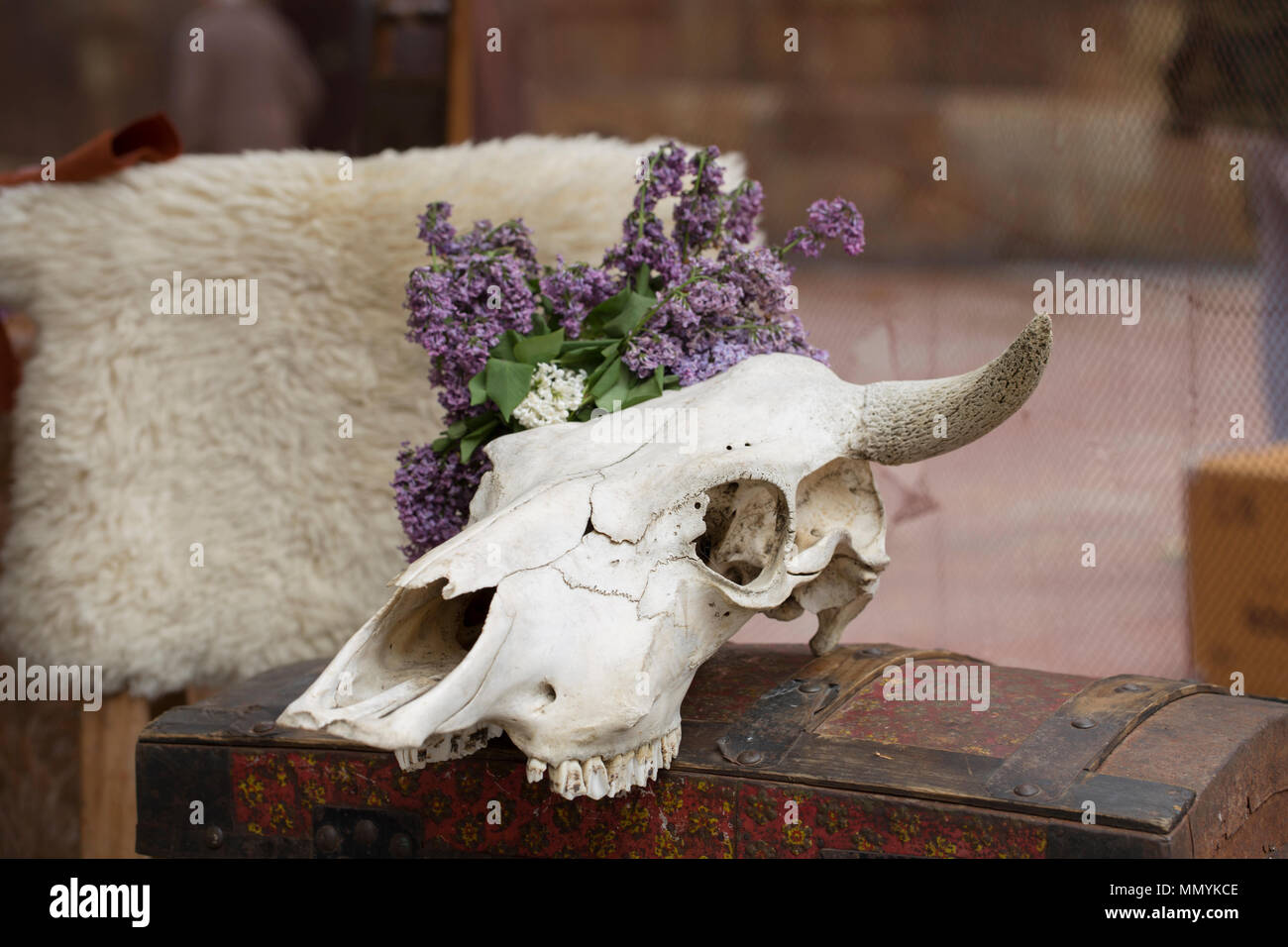 Animal decomposed hi-res stock photography and images - Alamy