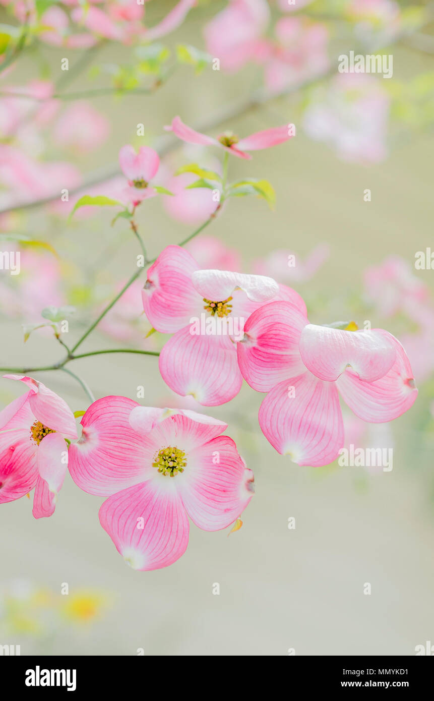 Cornus spp ikeda japanese garden hi-res stock photography and images ...