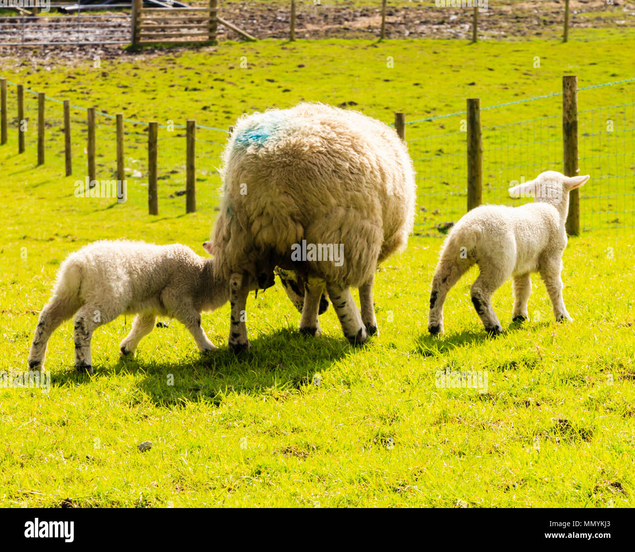 Spring animals hi-res stock photography and images - Alamy