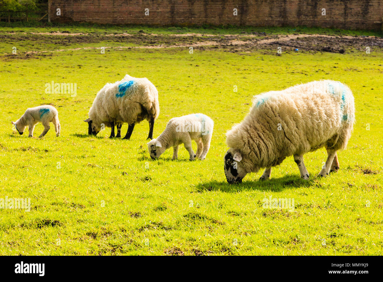 Lambs in the sunshine hi-res stock photography and images - Alamy