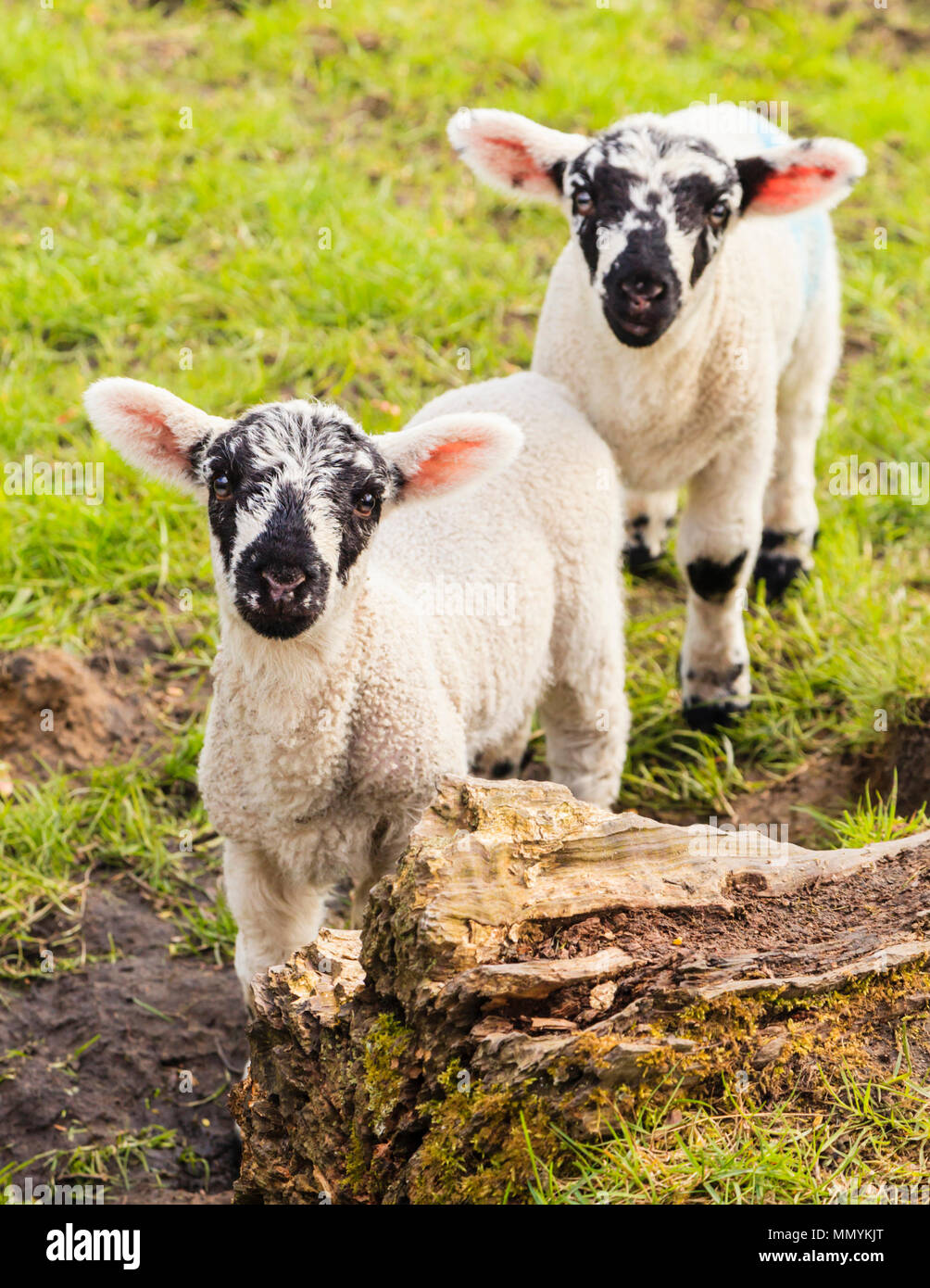 Lambs in the sunshine hi-res stock photography and images - Alamy