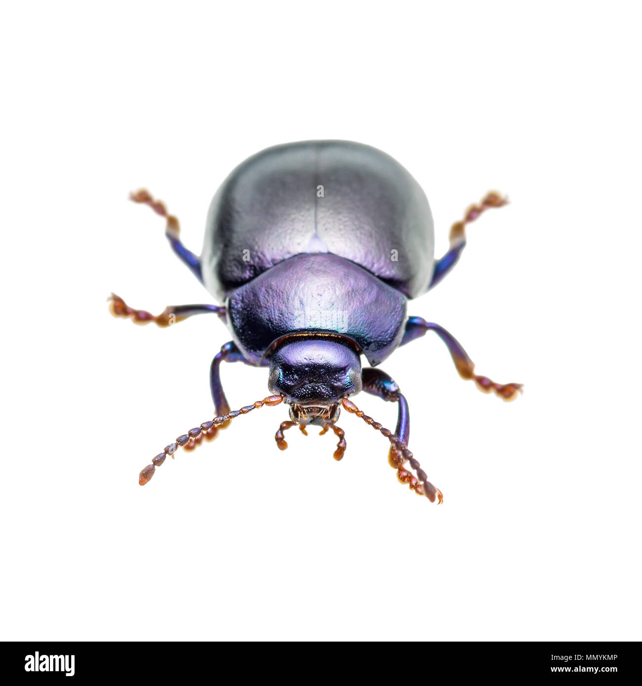 Blue scarab beetle hi-res stock photography and images - Alamy
