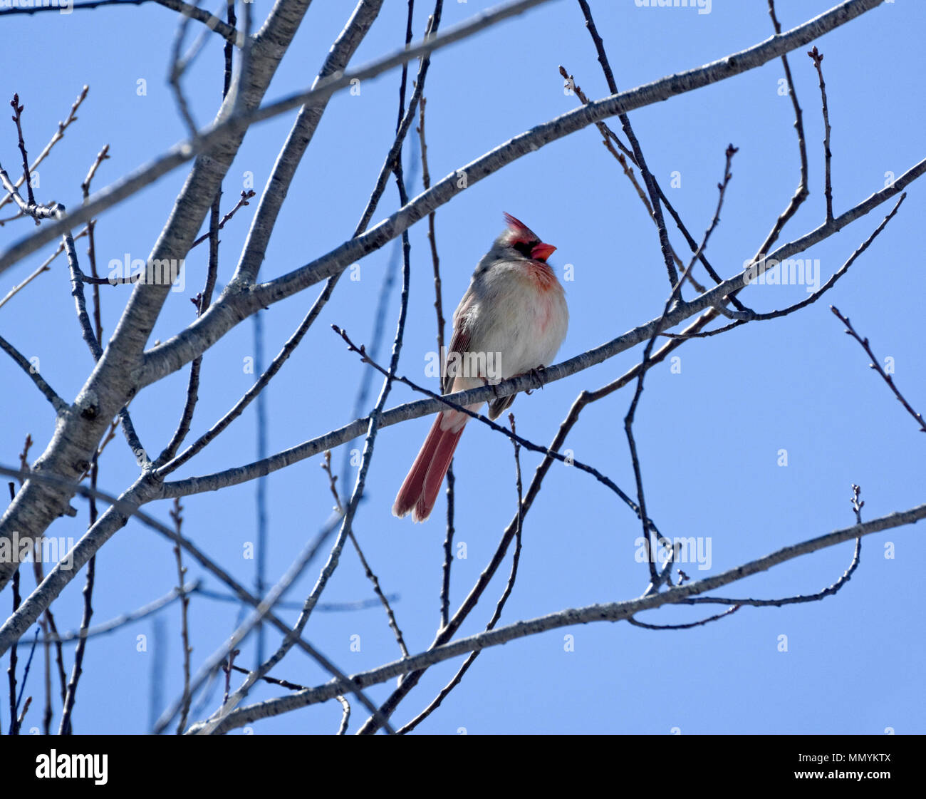 Early spring female plumage hi-res stock photography and images - Alamy