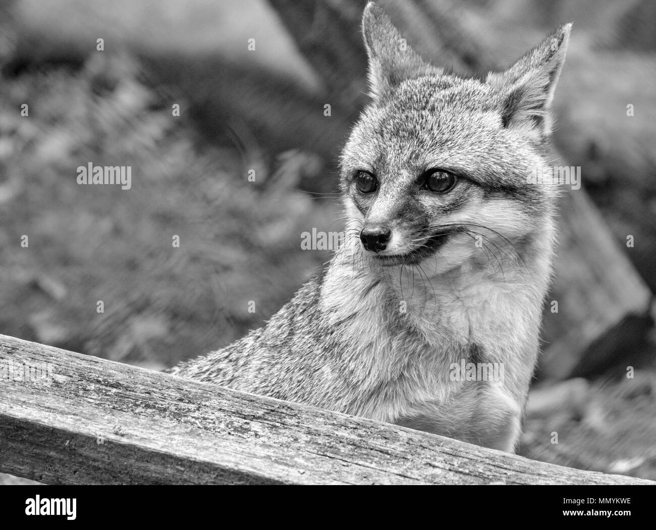 Scared by fox hi-res stock photography and images - Alamy