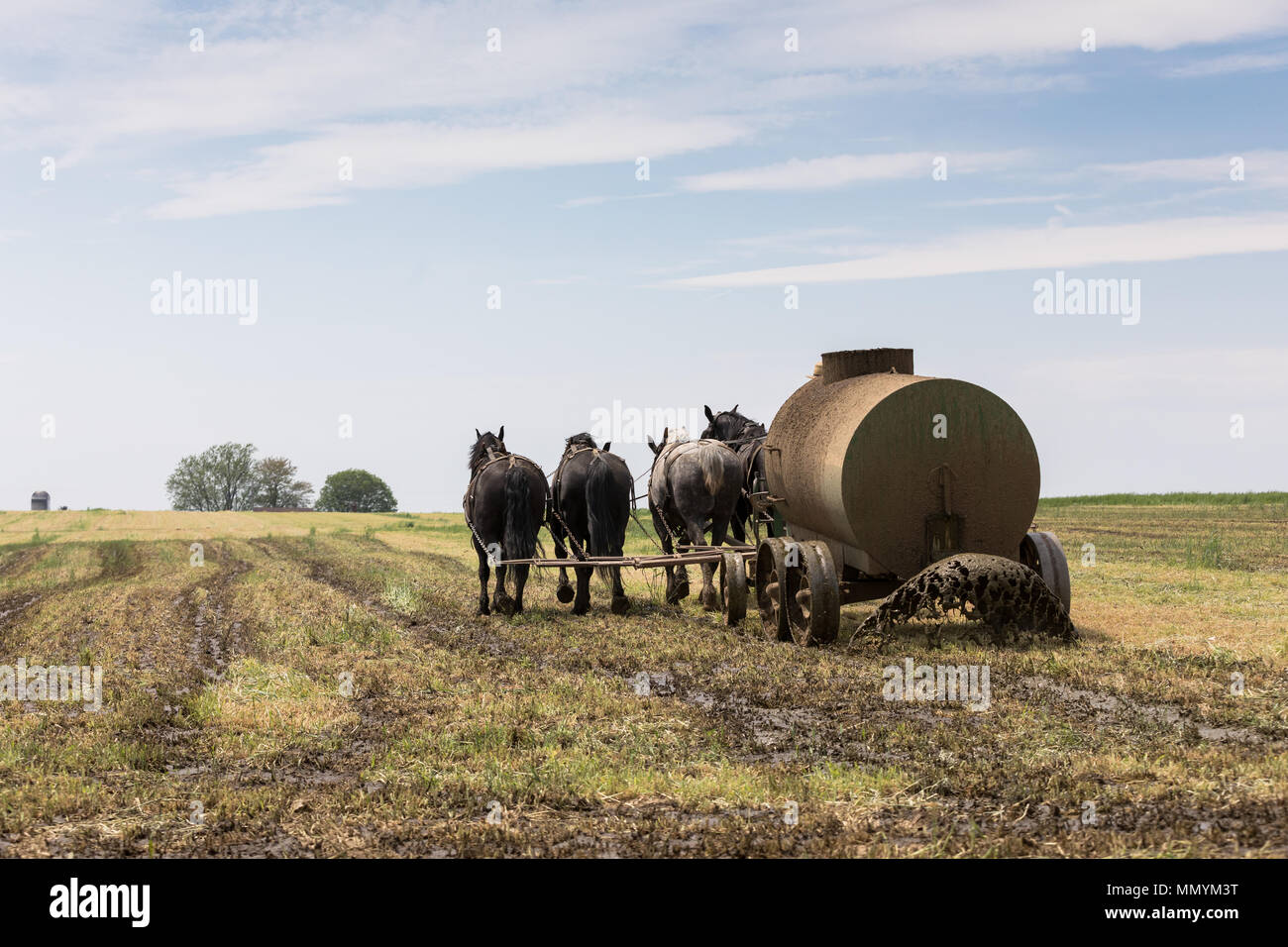Amish farming horse hi-res stock photography and images - Alamy