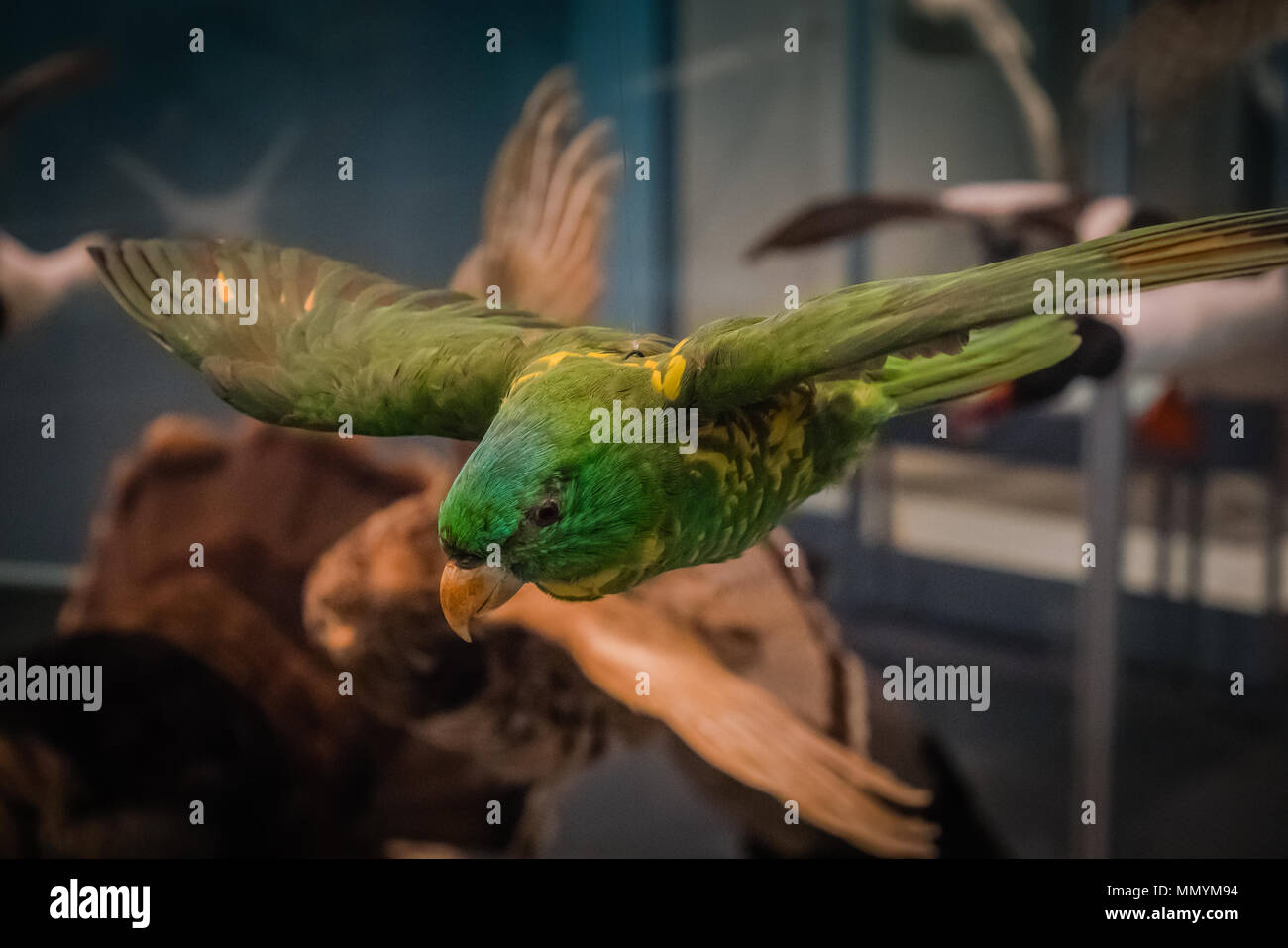 Flying bird model hi-res stock photography and images - Alamy