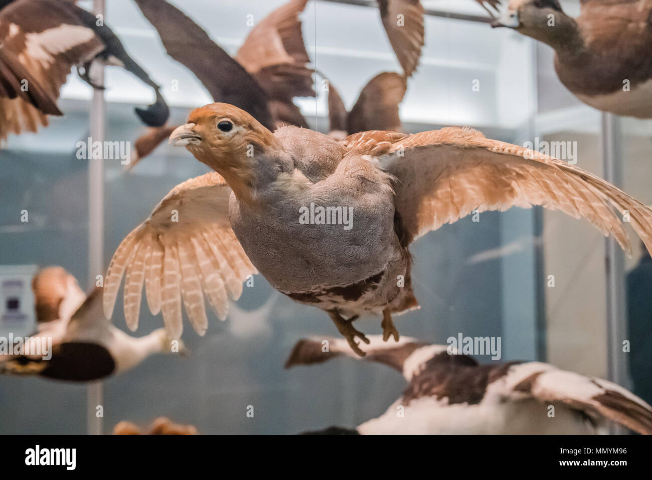 Flying bird model hi-res stock photography and images - Alamy