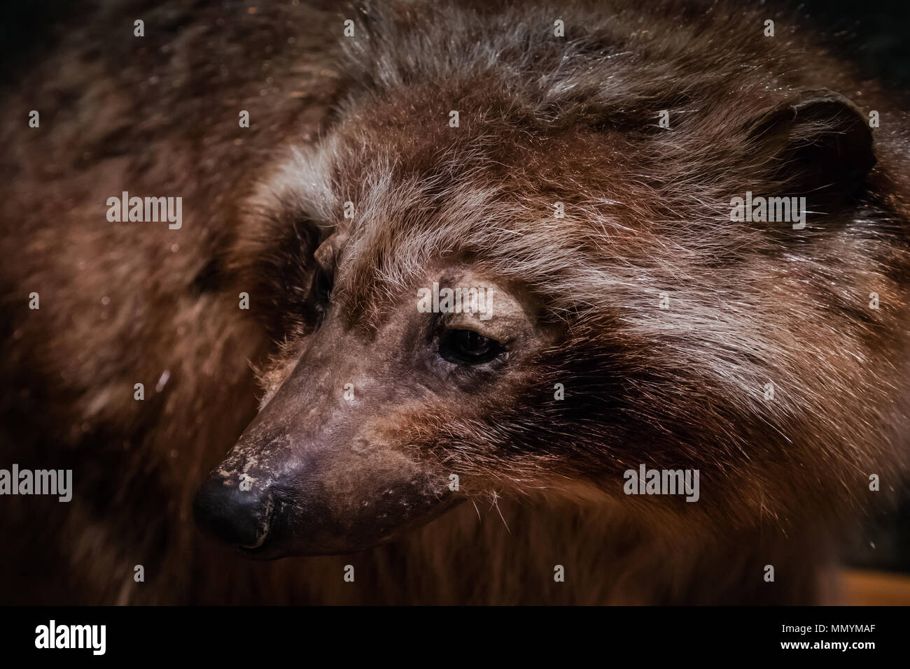 Fake raccoon hi-res stock photography and images - Alamy
